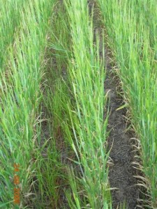 Crop Stalker Broadacre Linkage Shielded Sprayers - Southern Precision